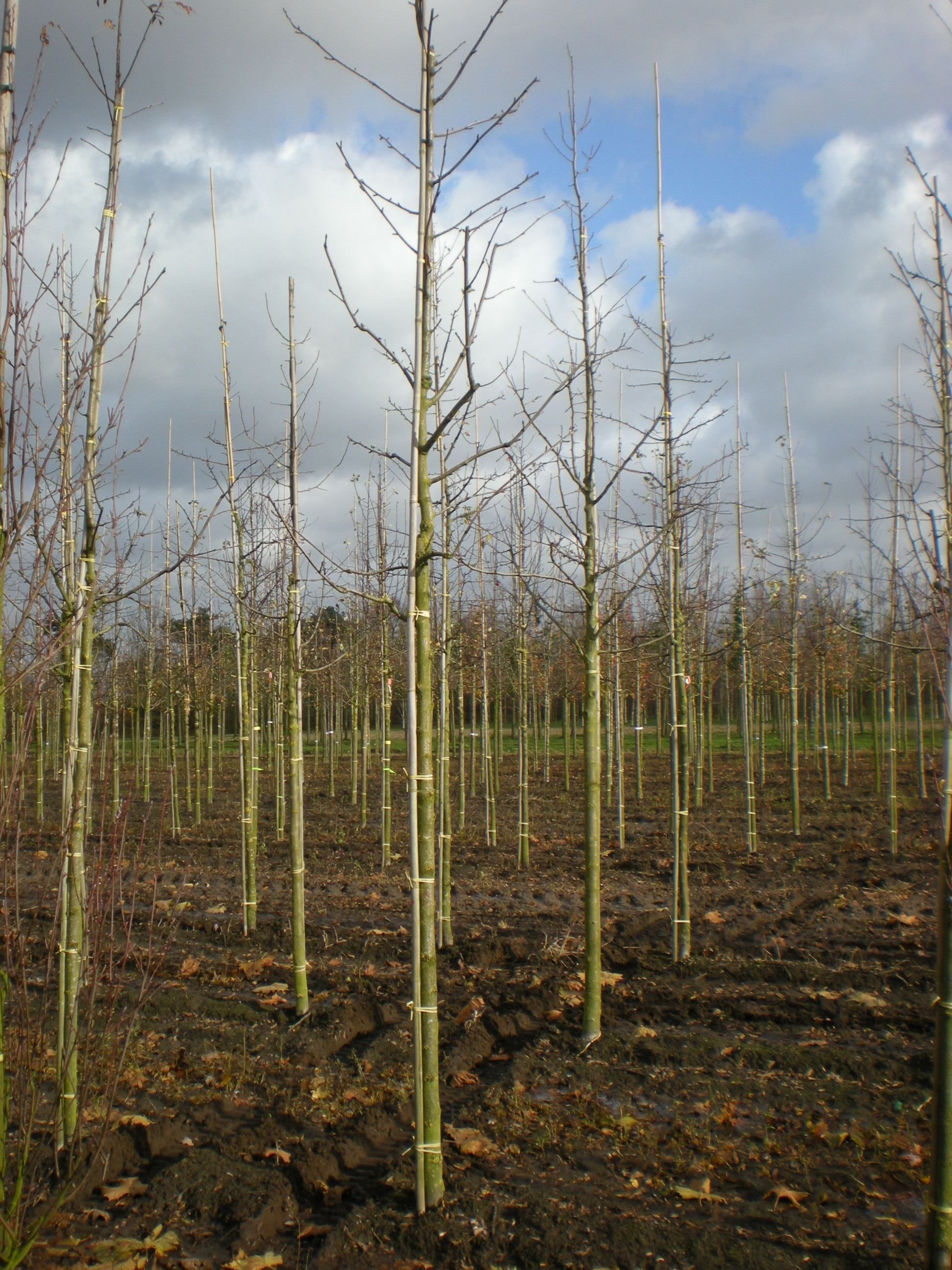 Sorbus domestica | Service tree - Van den Berk Nurseries