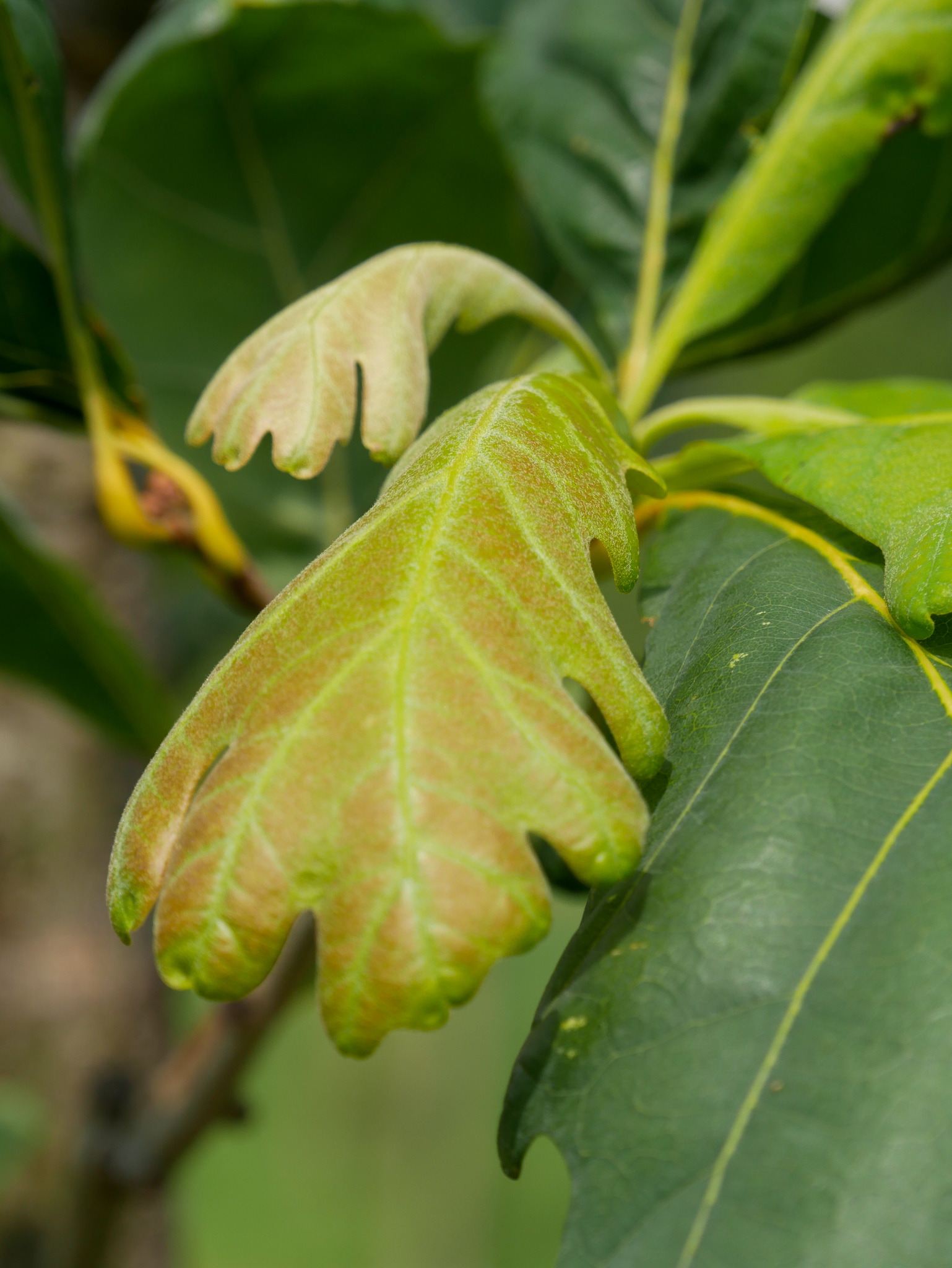 Quercus alba 'Clara' | Quercus alba 'Clara' - Van den Berk Nurseries