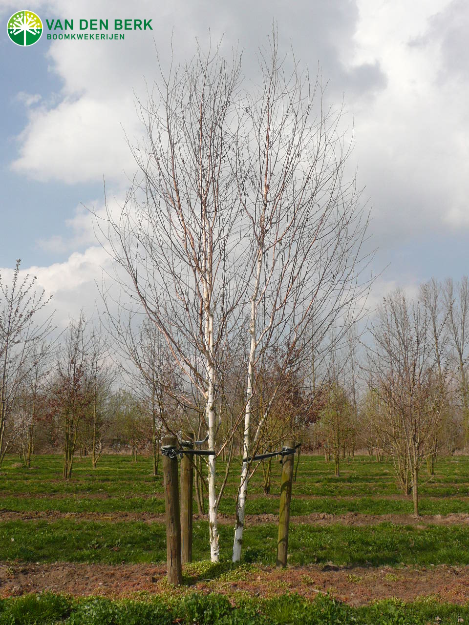 Betula utilis 'Doorenbos' | Betula utilis 'Doorenbos' - Van den Berk ...