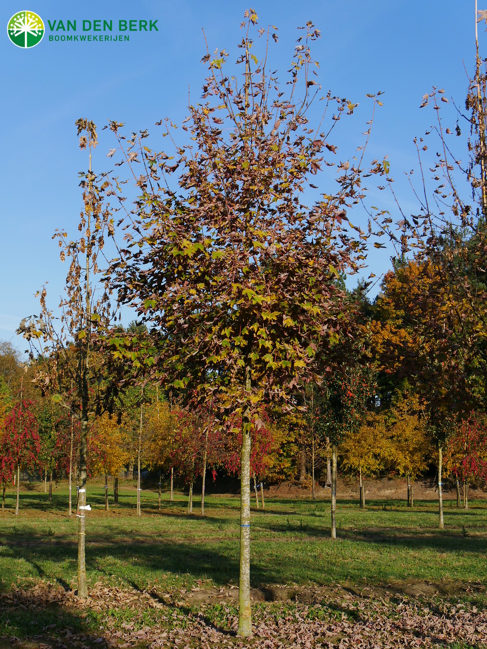 Acer pseudoplatanus 'Atropurpureum' | Acer pseudoplatanus ...