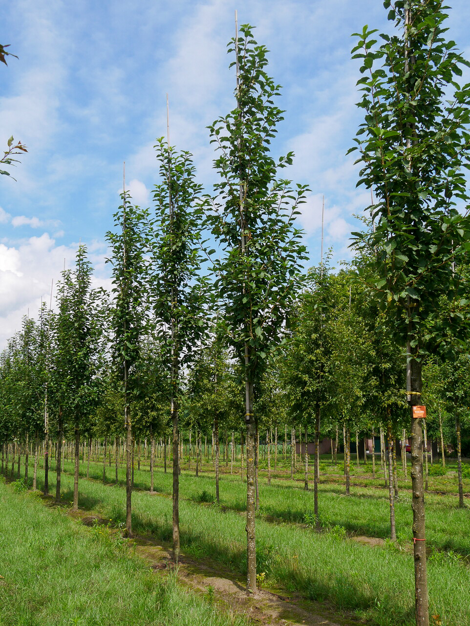 Prunus padus | European bird cherry - Van den Berk Nurseries